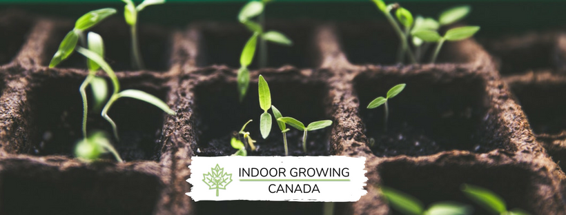Indoor Growing Canada - Budhub Canada